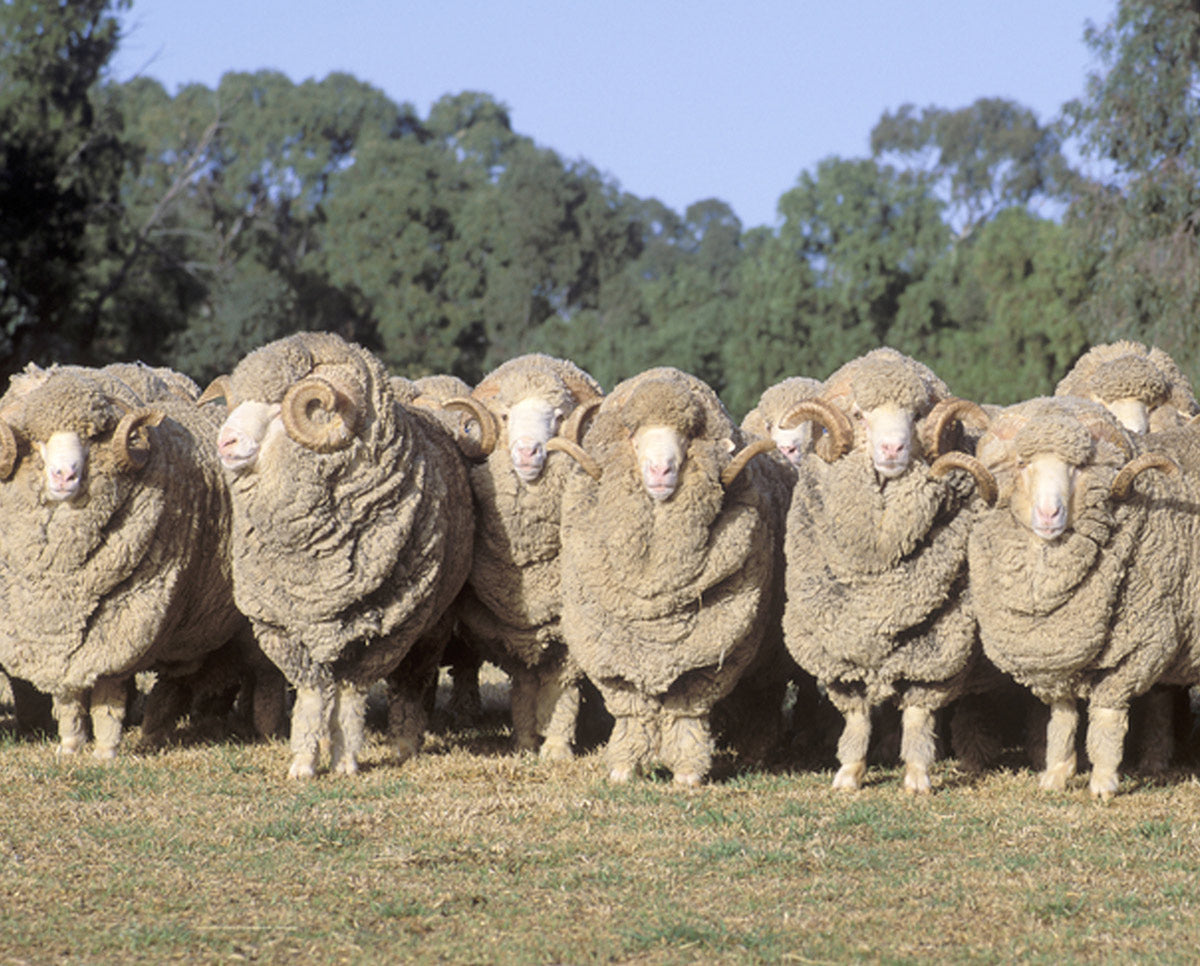 What does mulesing free mean and which are the alternatives